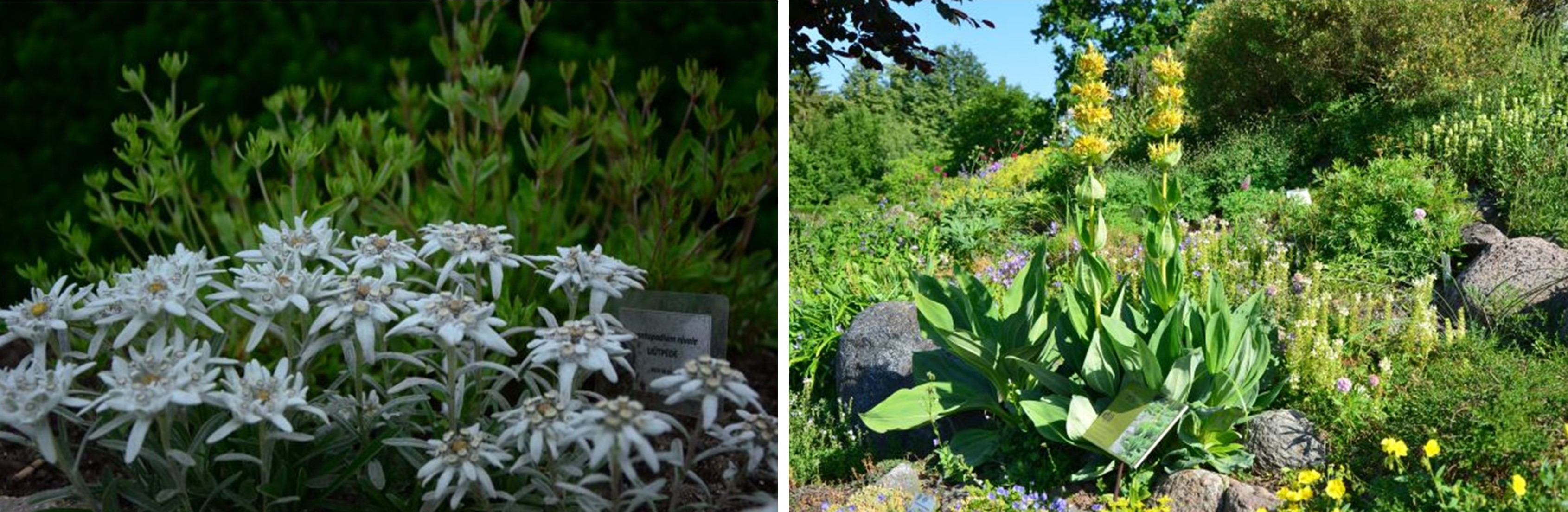 Kalninių augalų skyrius - VU Šiaulių akademija