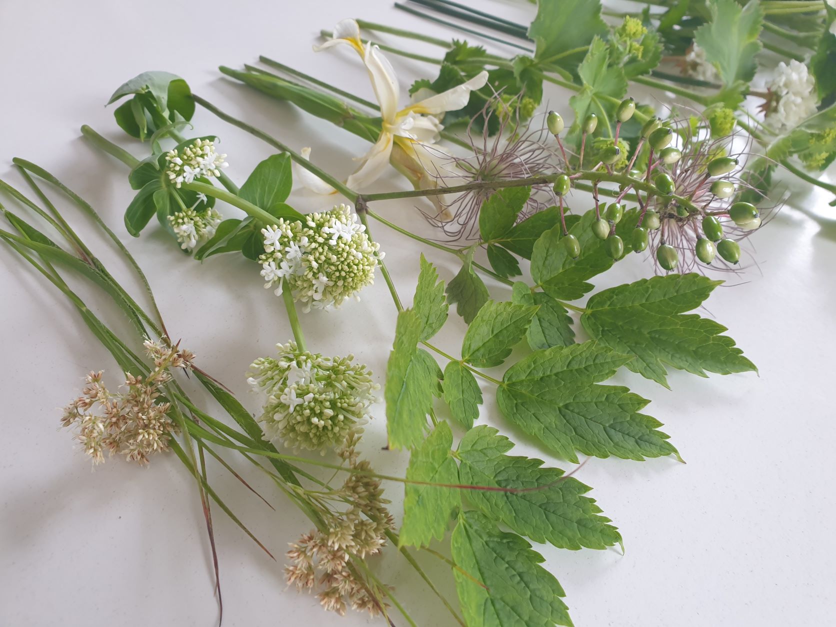 Augalų sistematikos ir geografijos skyrius - VU Šiaulių akademija